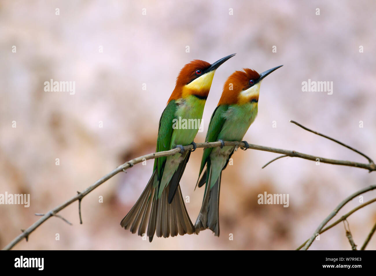 Chestnut-headed Bee-eater (Merops leschenaulti) pair, Sri Lanka Stock ...