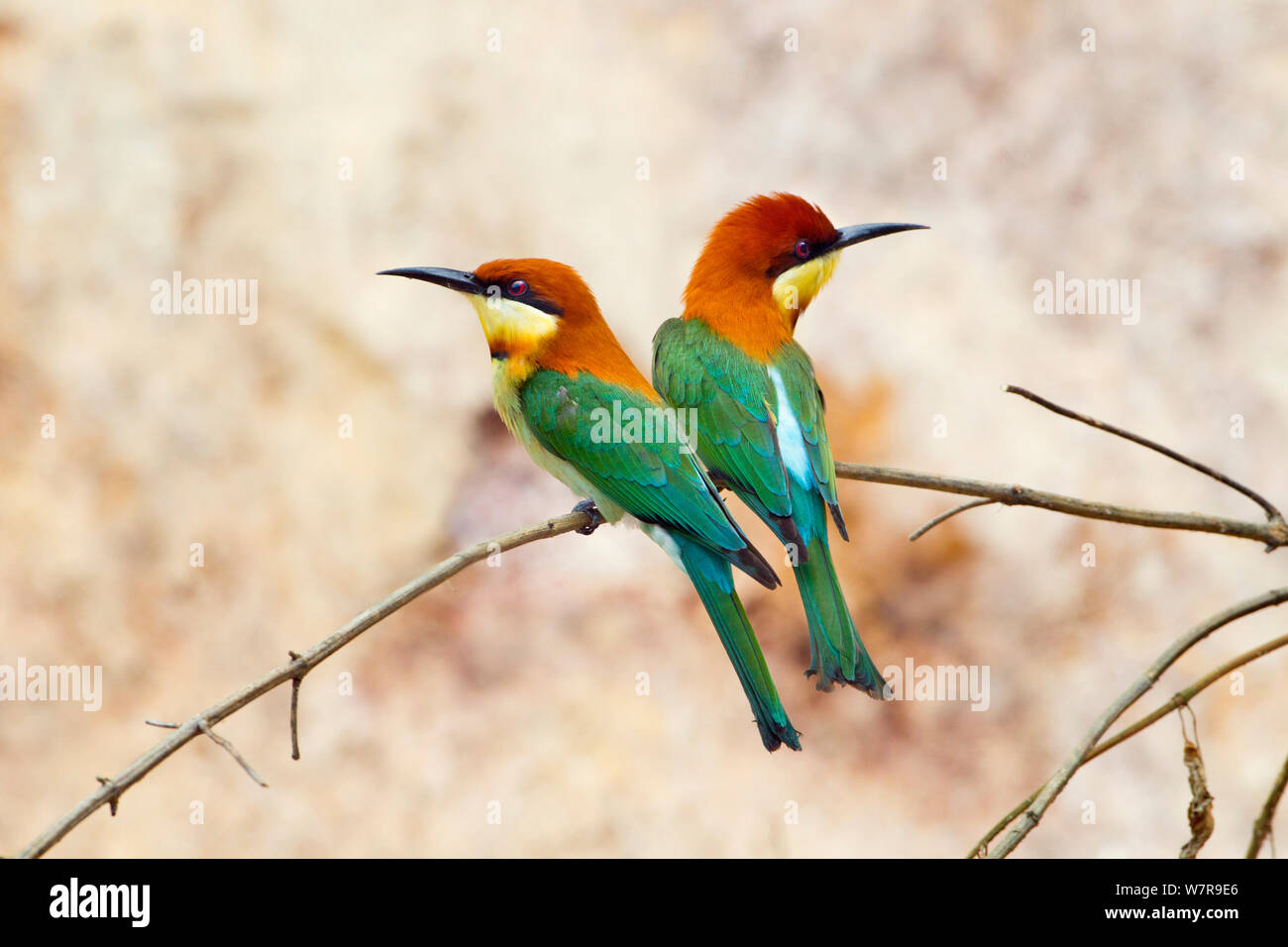 Indian bee eater hi-res stock photography and images - Alamy