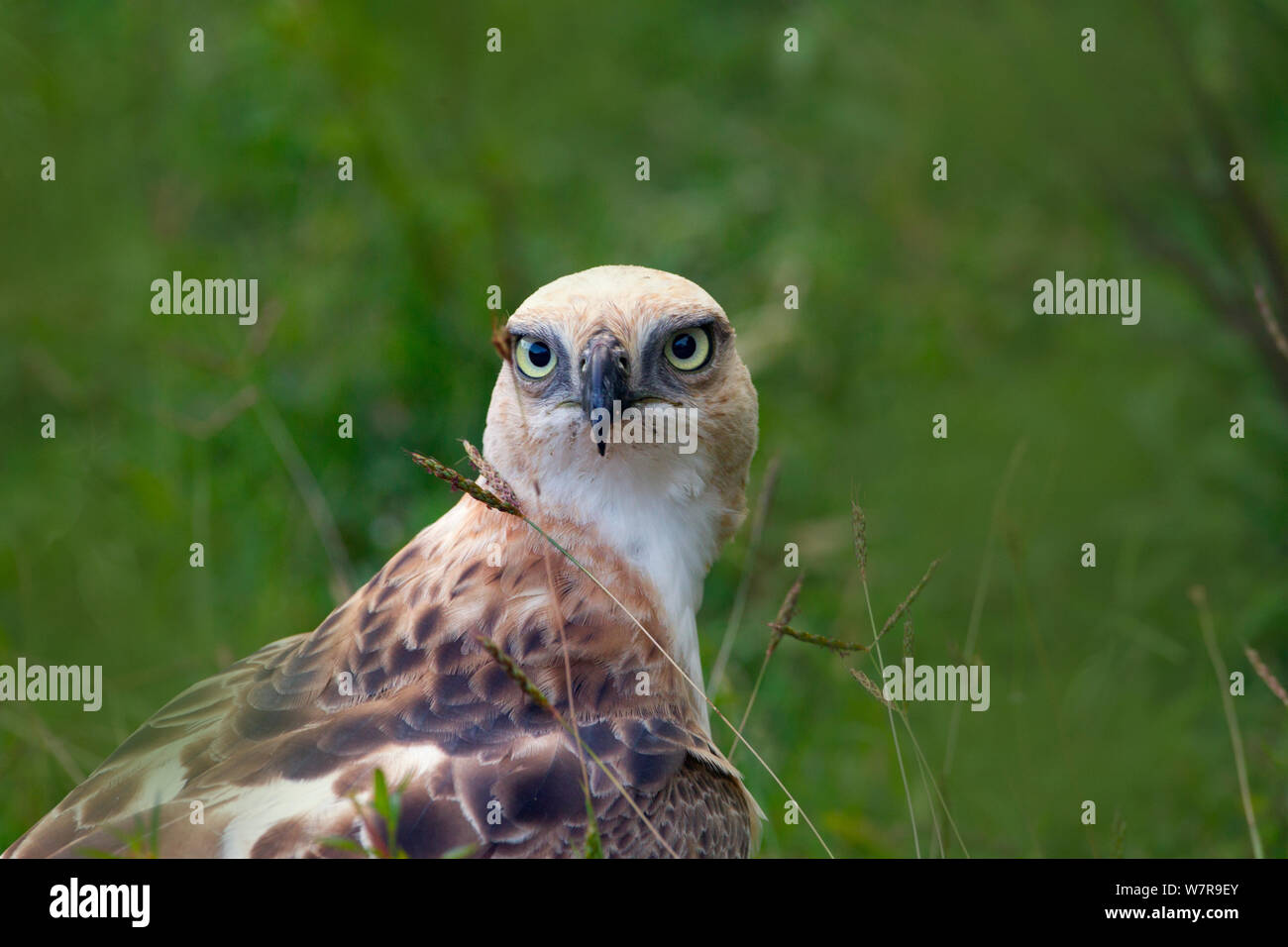 Crested hawk eagle spizaetus cirrhatus hi-res stock photography and images - Alamy