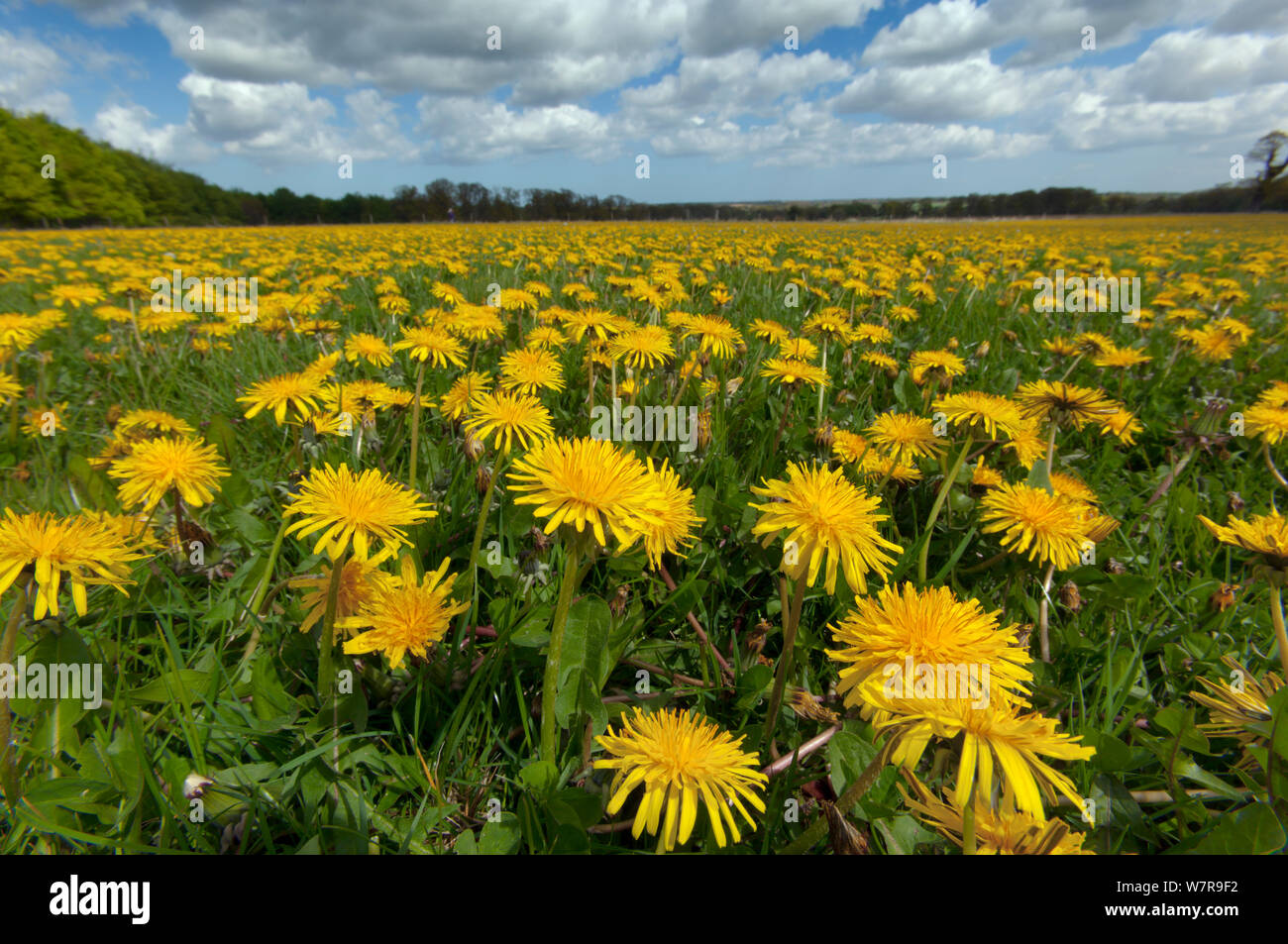 Taraxacum kok saghyz hi-res stock photography and images - Alamy