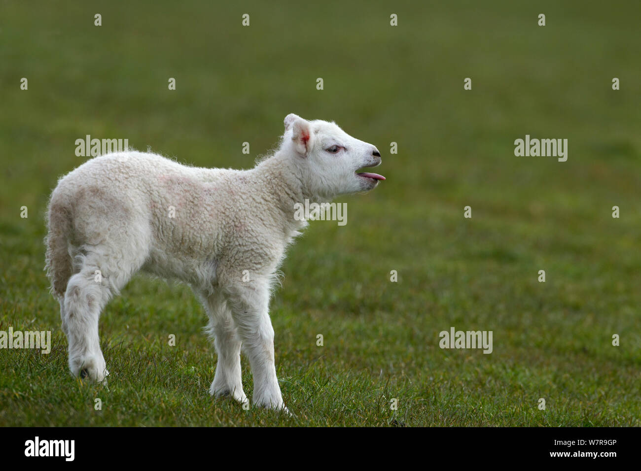 Lamb bleating hi-res stock photography and images - Alamy