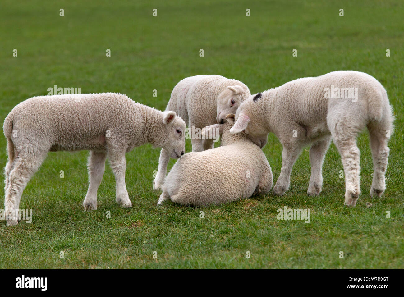 Lambs playing hi-res stock photography and images - Alamy
