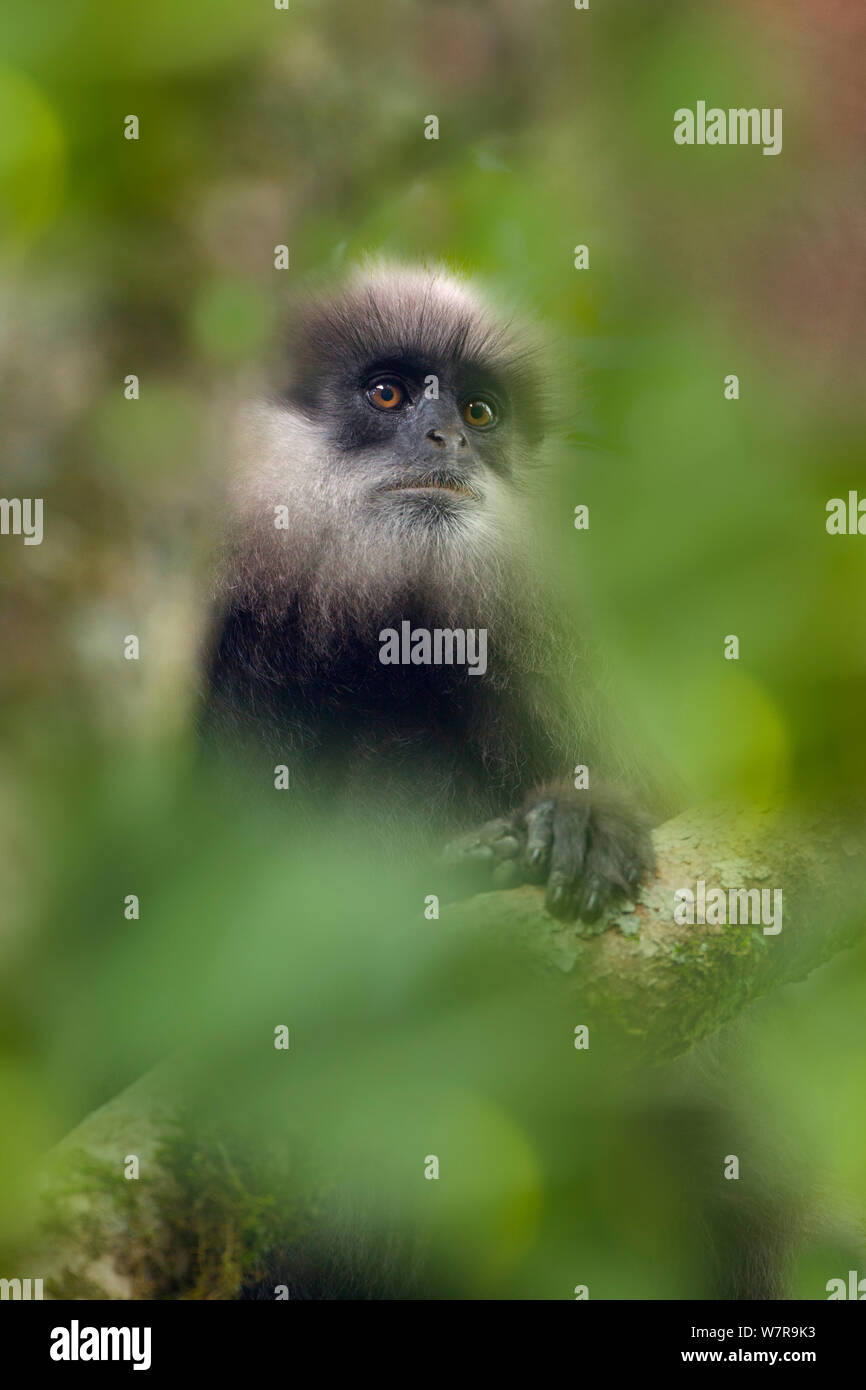 Purple-faced leaf monkey (Trachypithecus vetulus) Sri Lanka, endemic ...
