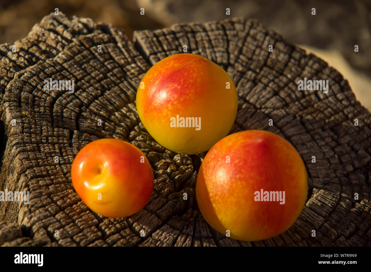three plums on tree stump and very nice light Stock Photo - Alamy