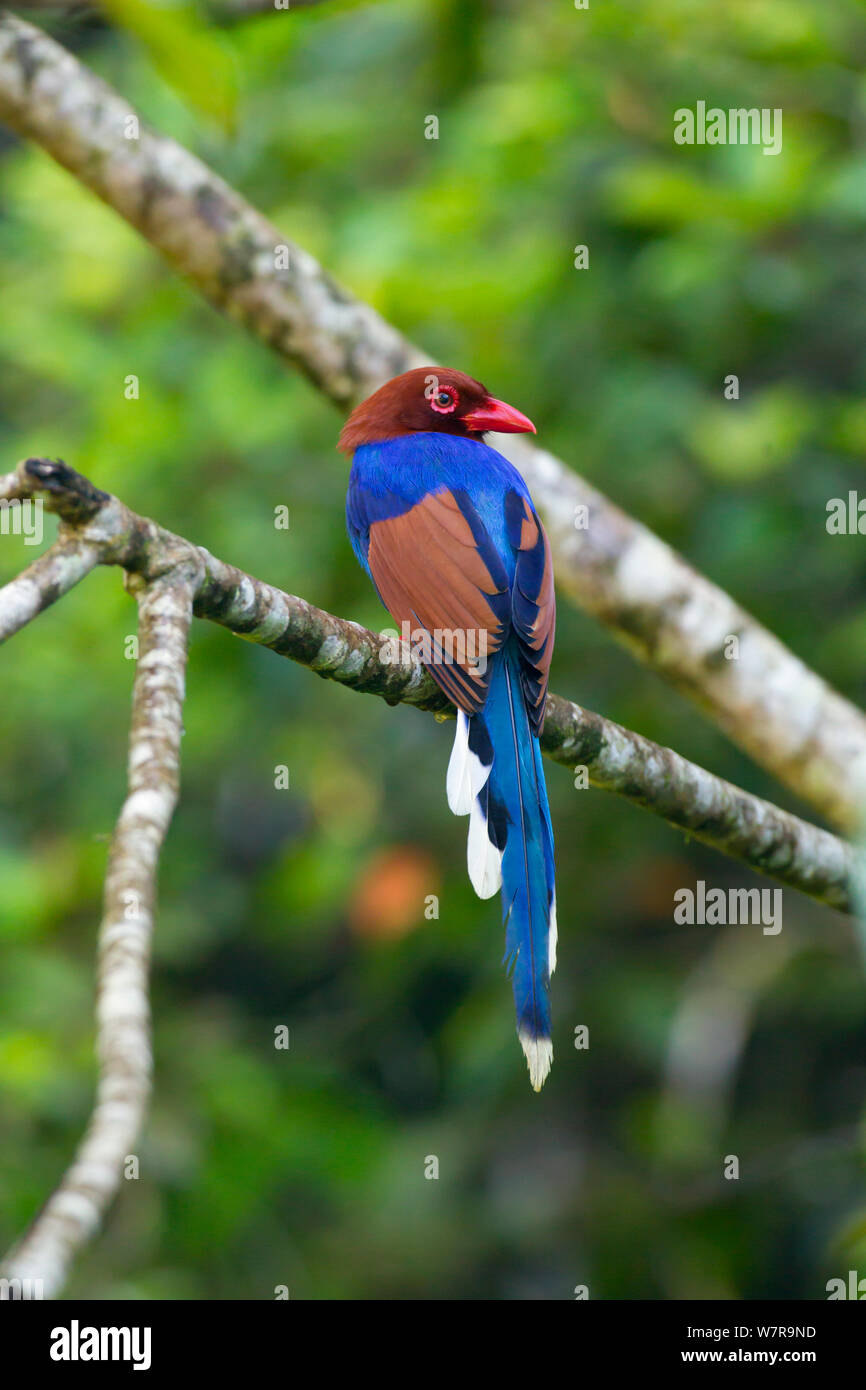 Sri Lanka Blue Magpie (Urocissa ornata) perched, Sri Lanka Stock Photo ...