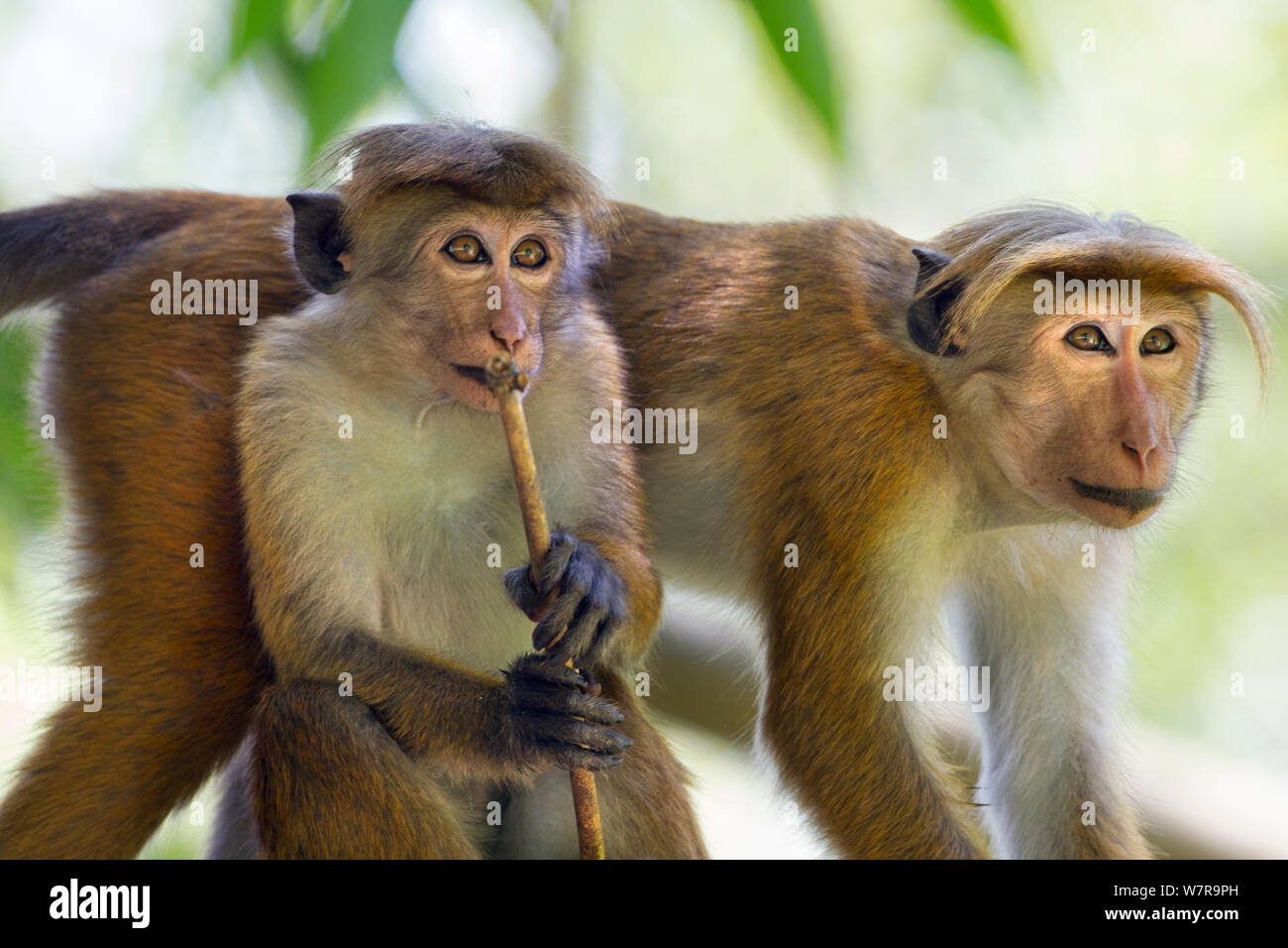 Toque Macaque (Macaca sinica sinica) group feeding in garden, Sri Lanka ...