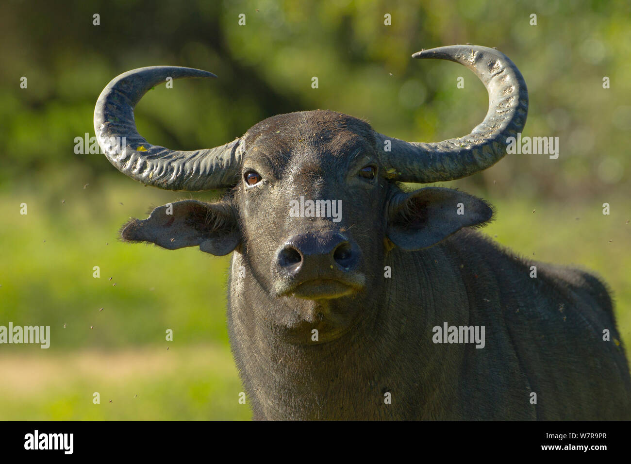 Wild water buffalo (Bubalus arnee) portrait. Sri Lanka. Endangered ...