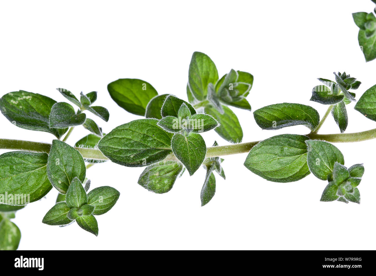 Common oregano (Origanum vulgare), Crete, meetyourneighbours.net ...