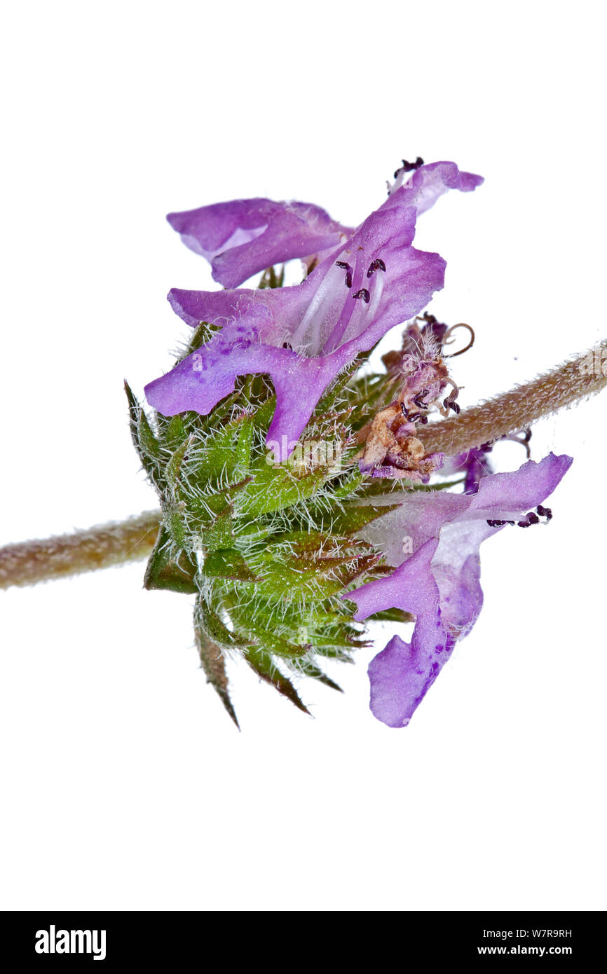 Details of the Savory (Satureja thymbra) flowers, Crete Stock Photo - Alamy