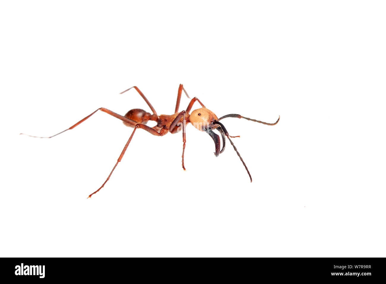 Eciton burchelli ant hi-res stock photography and images - Alamy