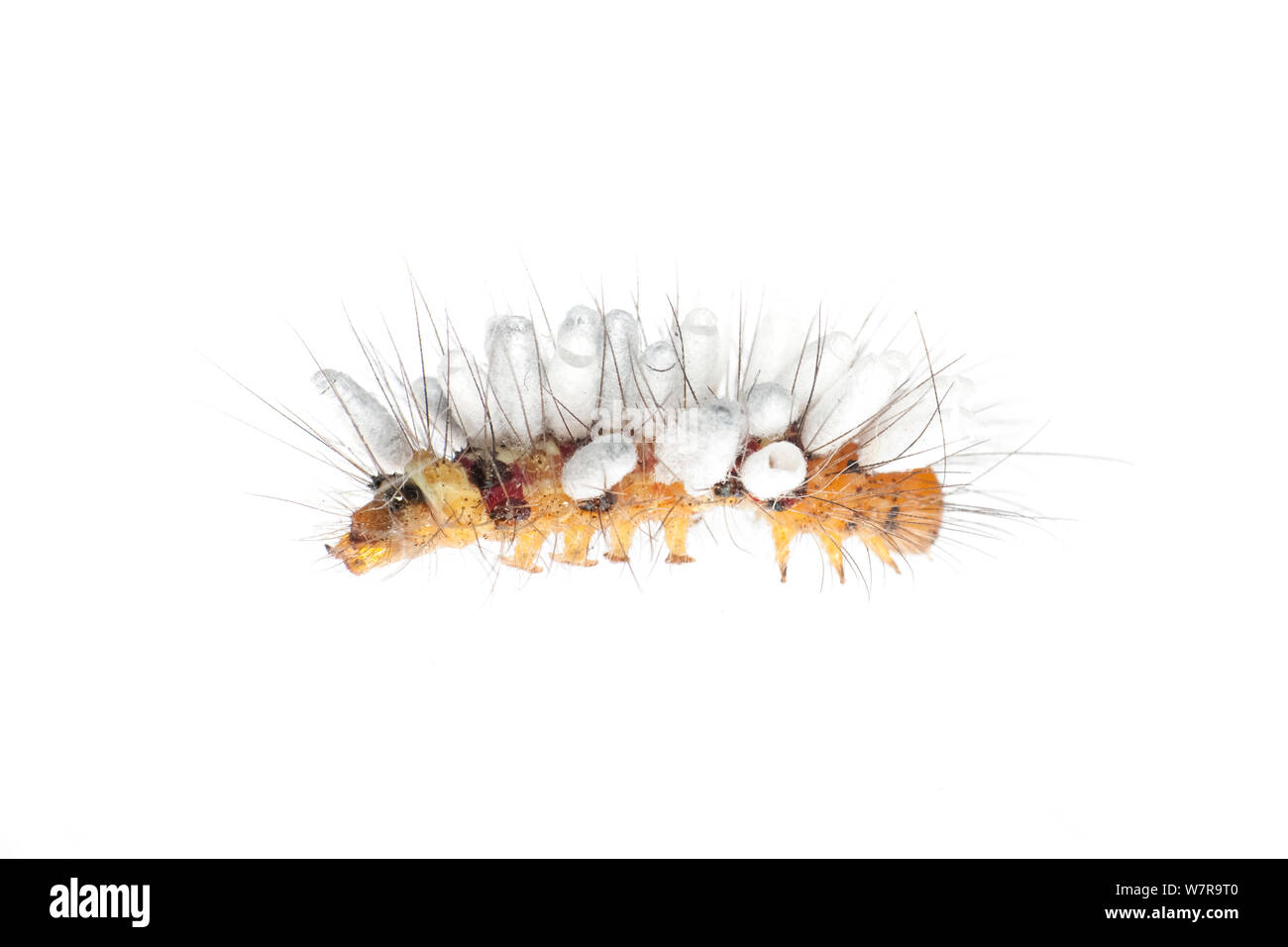 Wasp Larvae Caterpillar High Resolution Stock Photography and Images ...