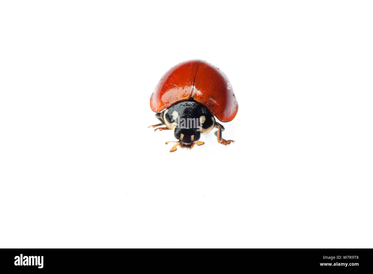 Spotless ladybird (Cycloneda sanguinea) Sao Paulo, Brazil ...