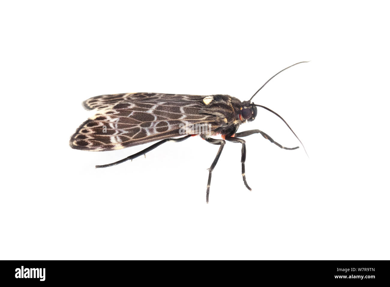 Brazil moths hi-res stock photography and images - Alamy