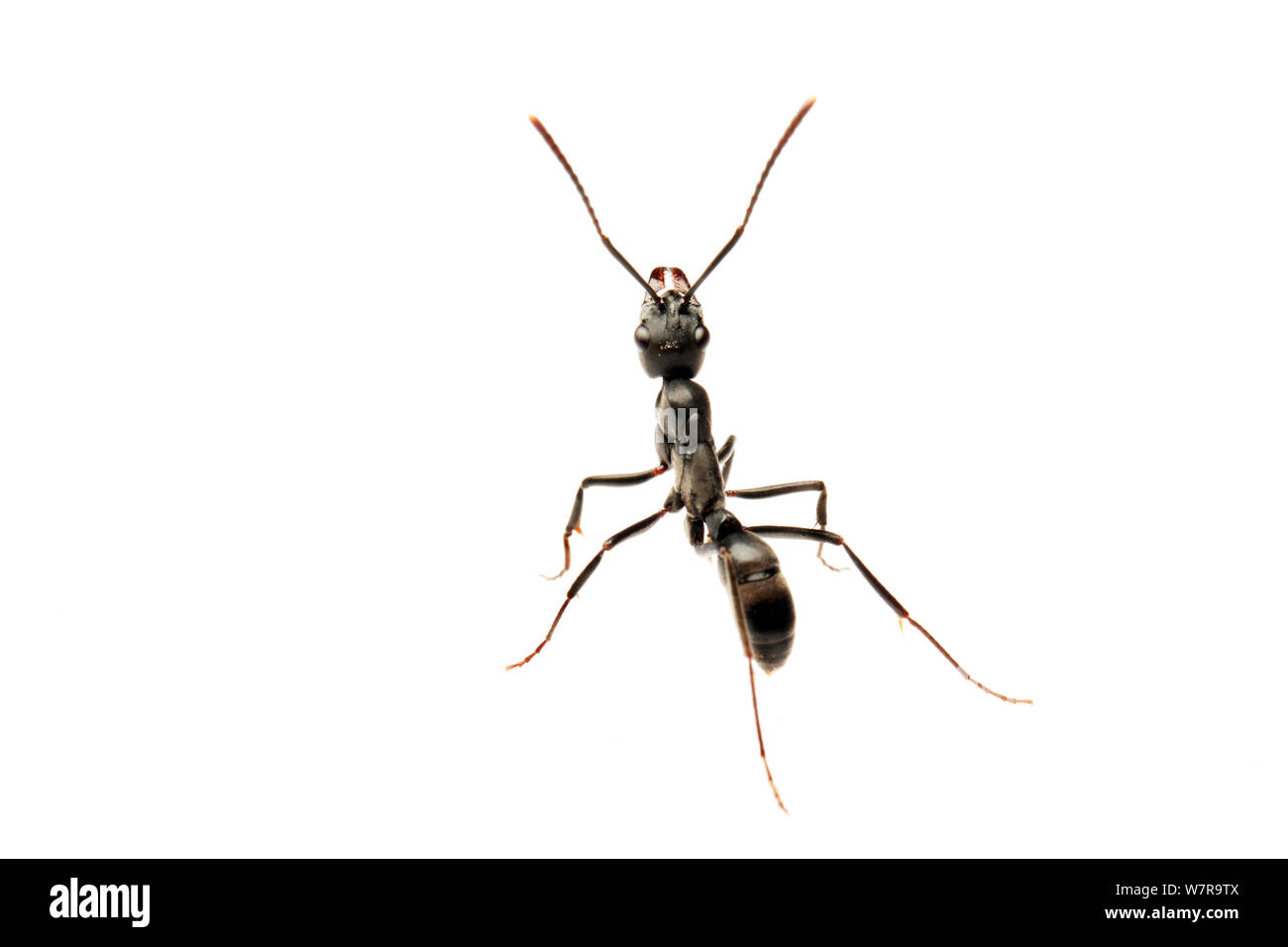 Predator ant (Pachycondyla verenae) Sao Paulo, Brazil ...
