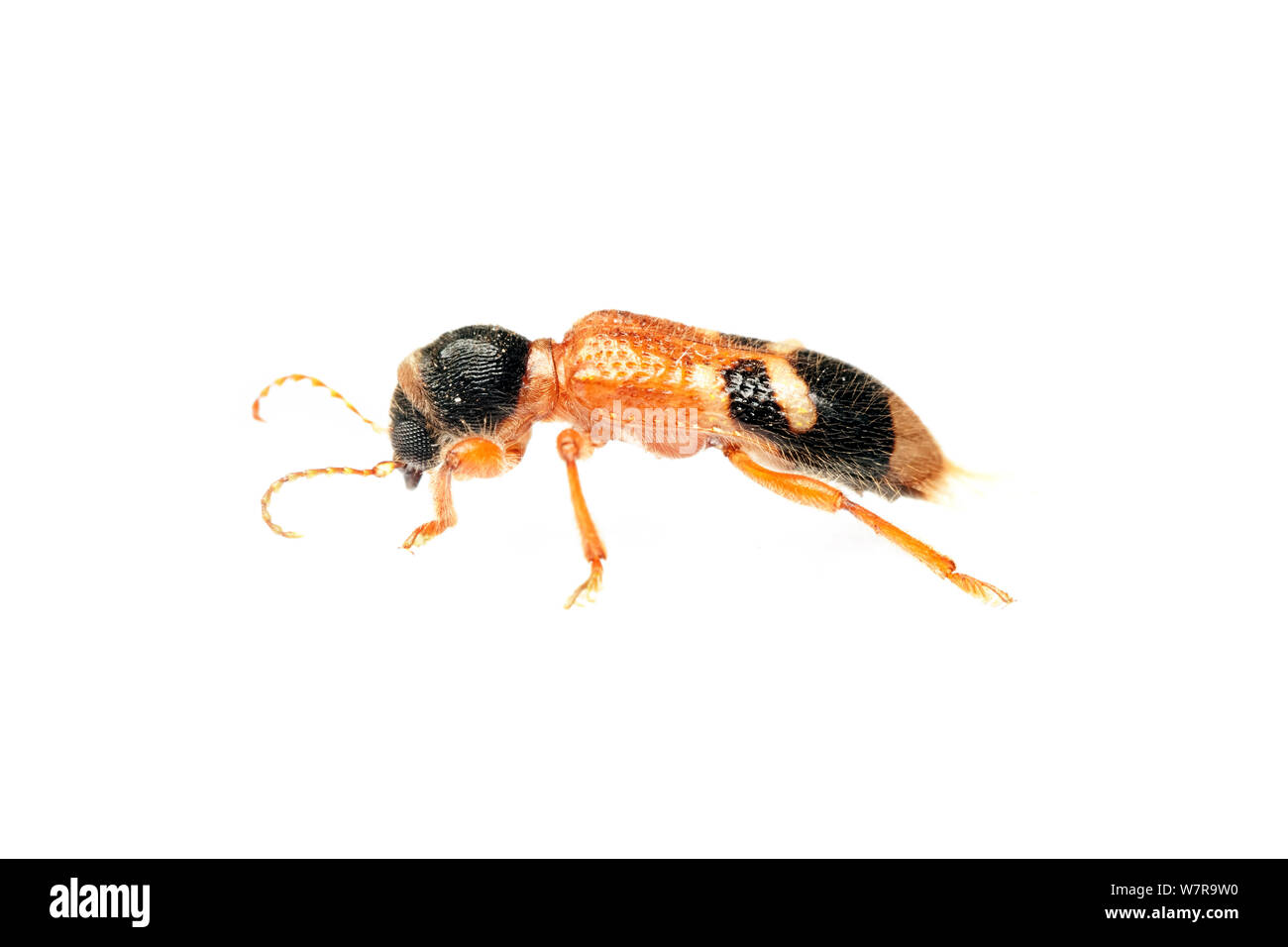 Checkered beetle (Cleridae) Sao Paulo, Brazil. meetyourneighbours.net ...