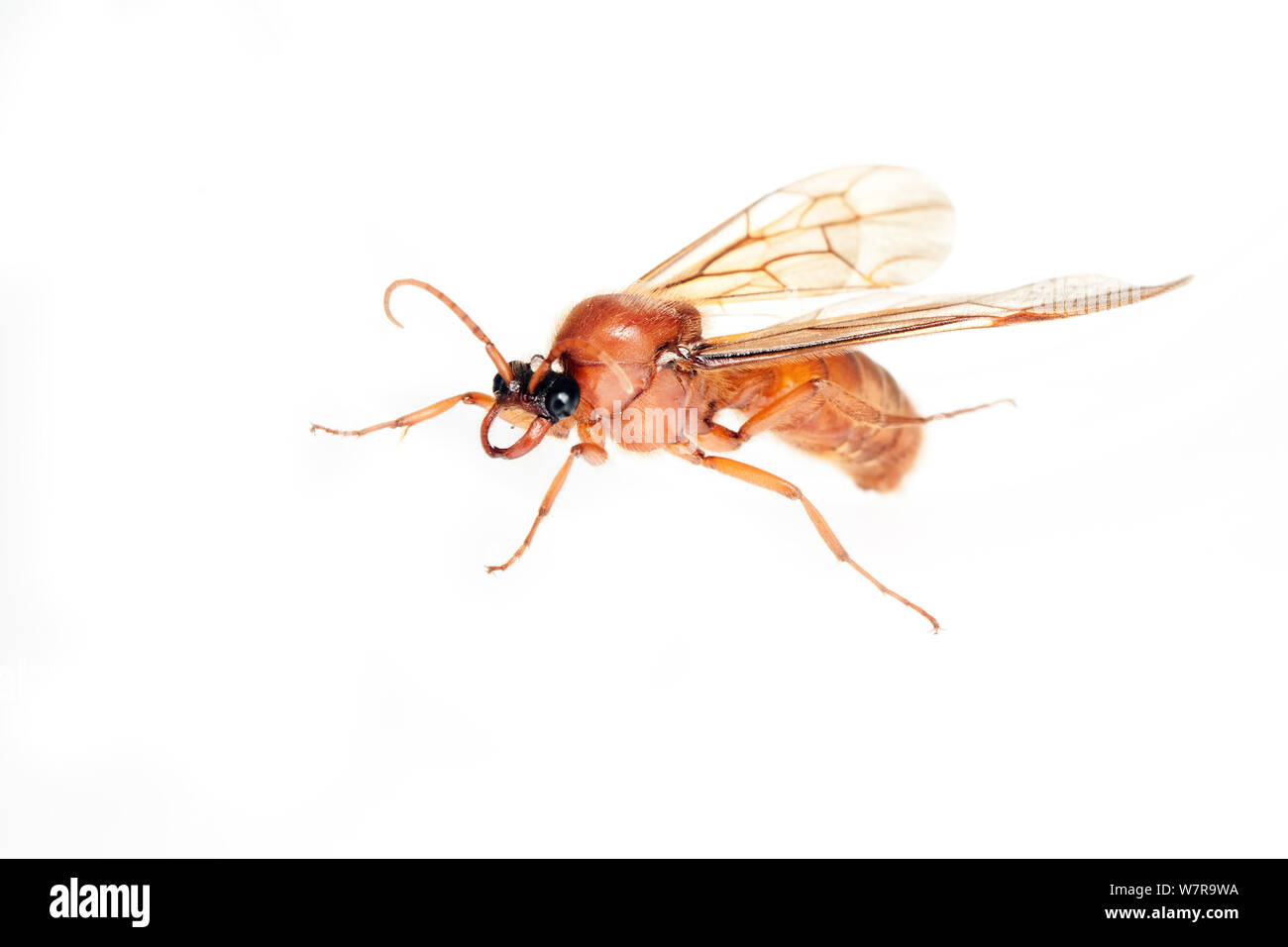 Army Ant Male How Many Of These Can You Guys Identify? : R/ants