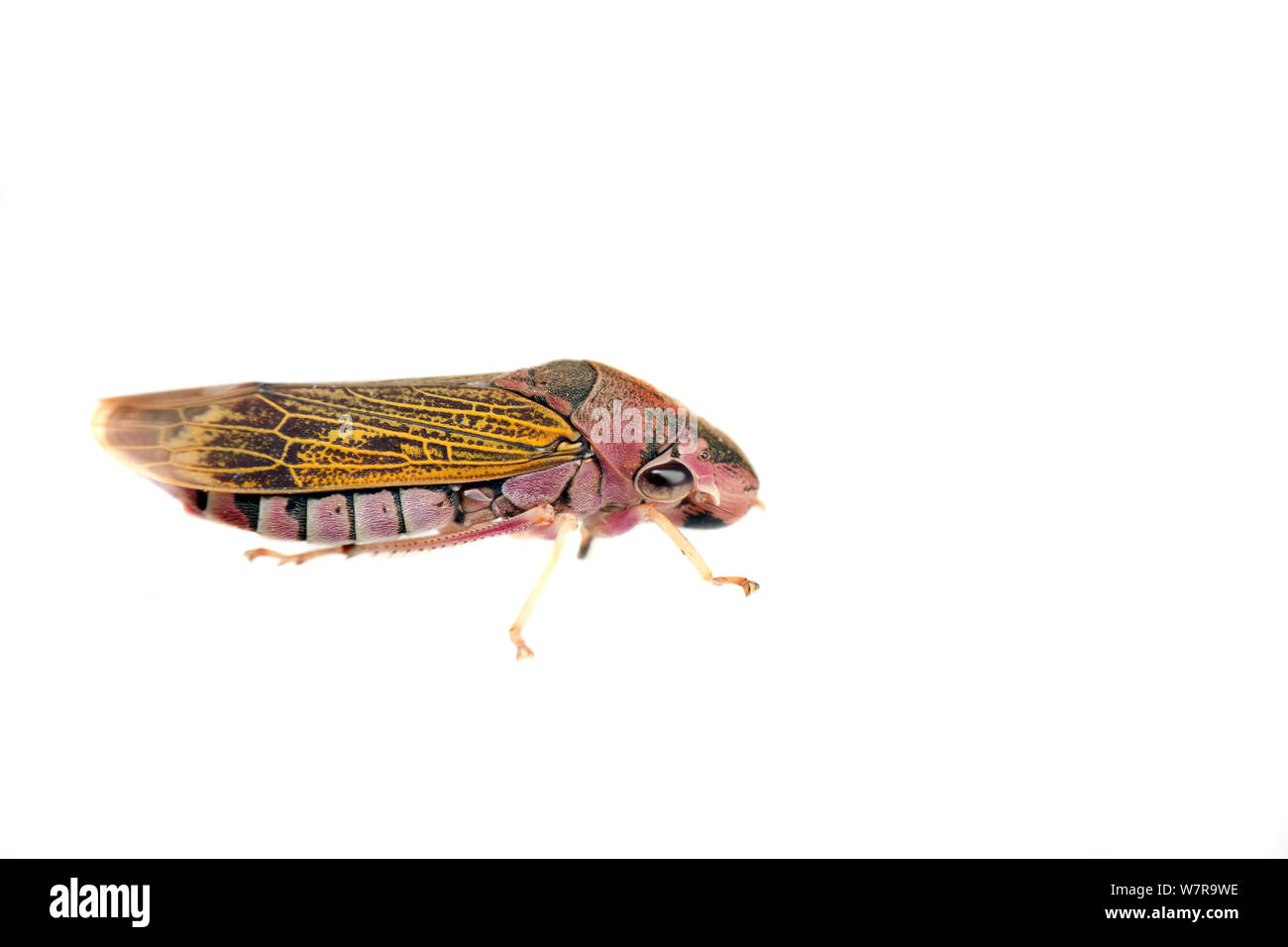Leafhopper (Cicadellidae) Sao Paulo, Brazil. meetyourneighbours.net ...
