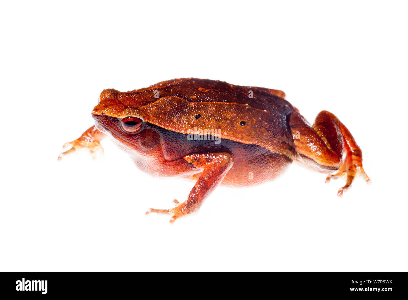 Sticky frogs of malaysia hi-res stock photography and images - Alamy