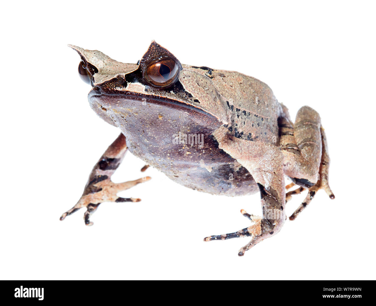Horned frogs hi-res stock photography and images - Alamy