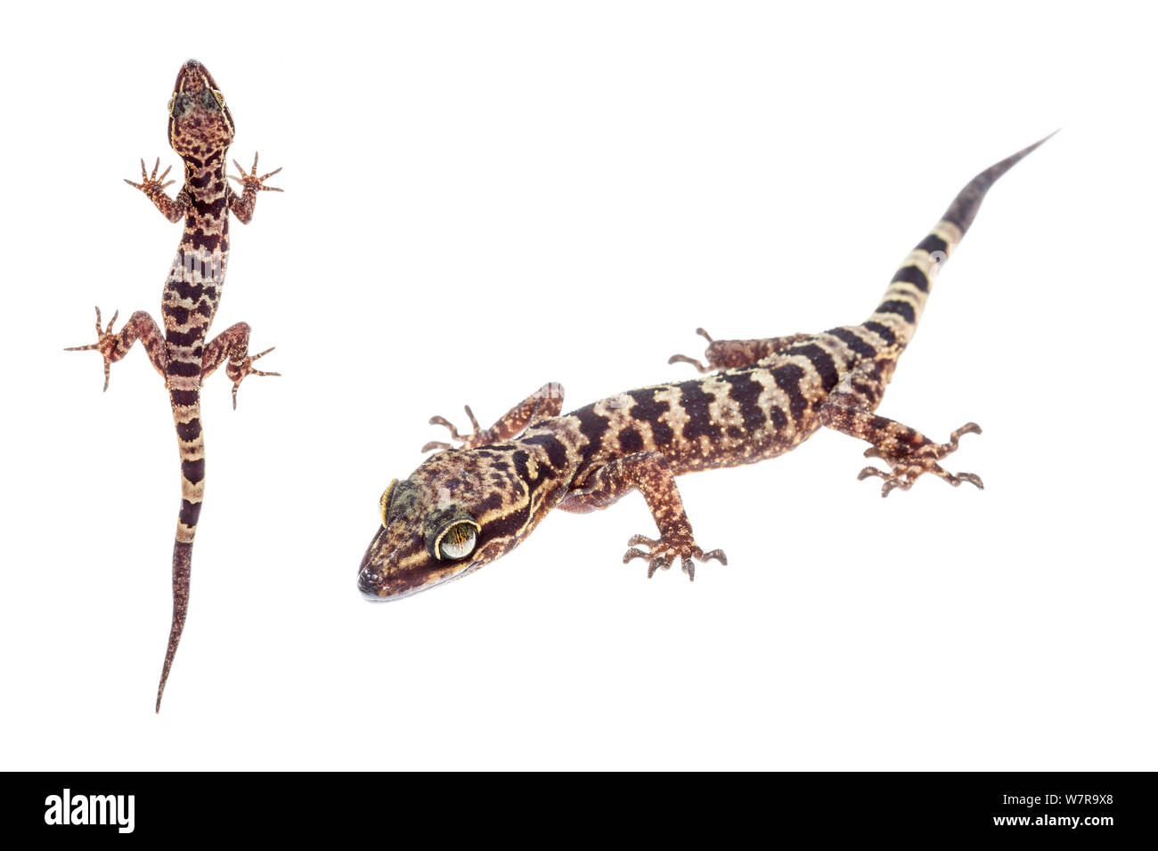 Gecko of malaysia Cut Out Stock Images & Pictures - Alamy