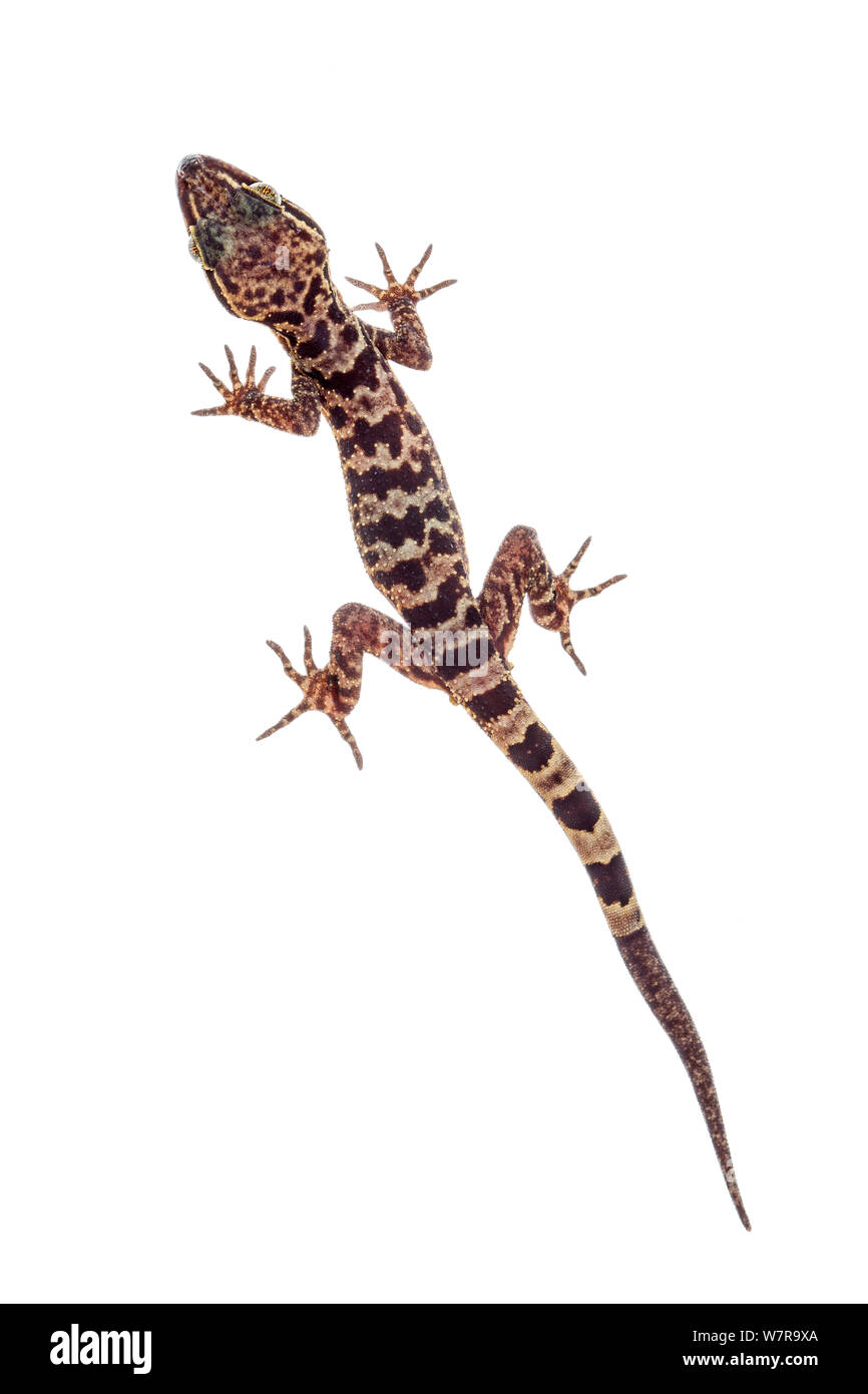 Gecko of malaysia Cut Out Stock Images & Pictures - Alamy