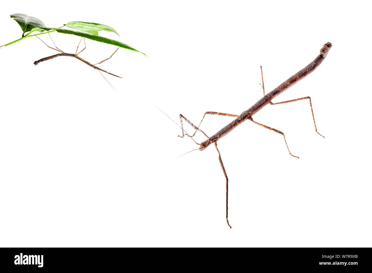 Stick insects (Phasmotdoea) Mount Kinabalu, Borneo, Malaysia ...