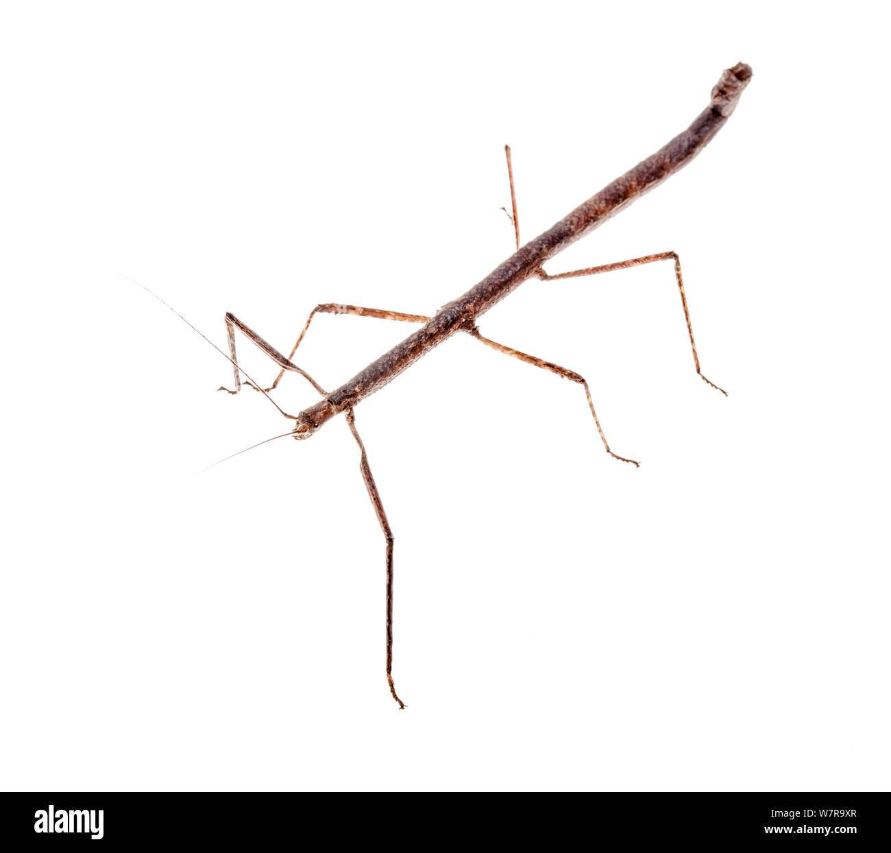 Phasmids hi-res stock photography and images - Alamy