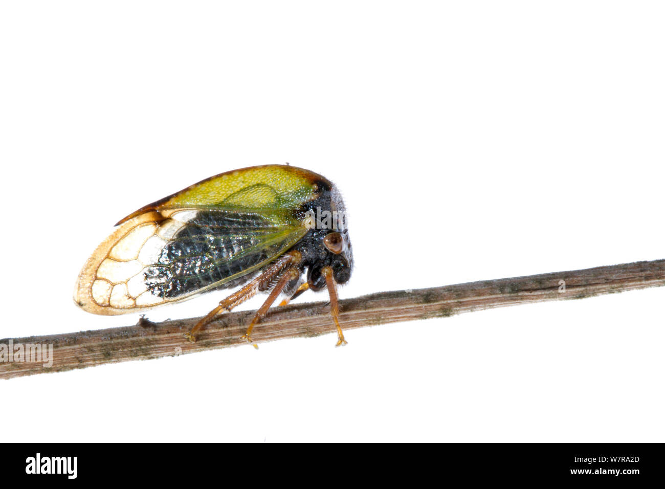 Buffalo treehopper (Stictocephala bisonia / Ceresa bisonia), Colorado ...