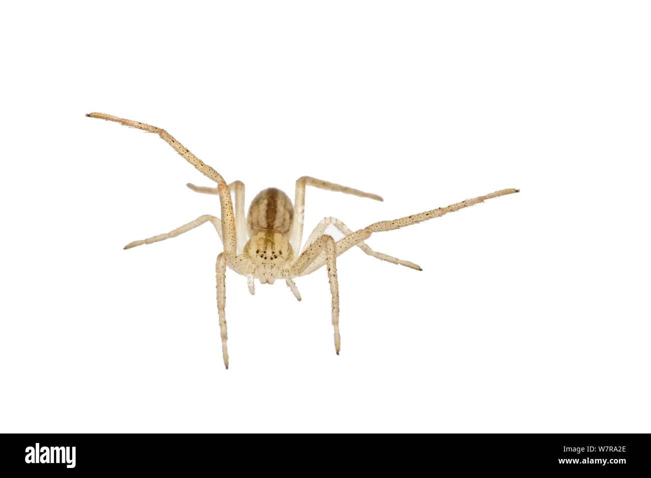 Slender crab spider (Tibellus oblongus), Colorado, USA, August ...