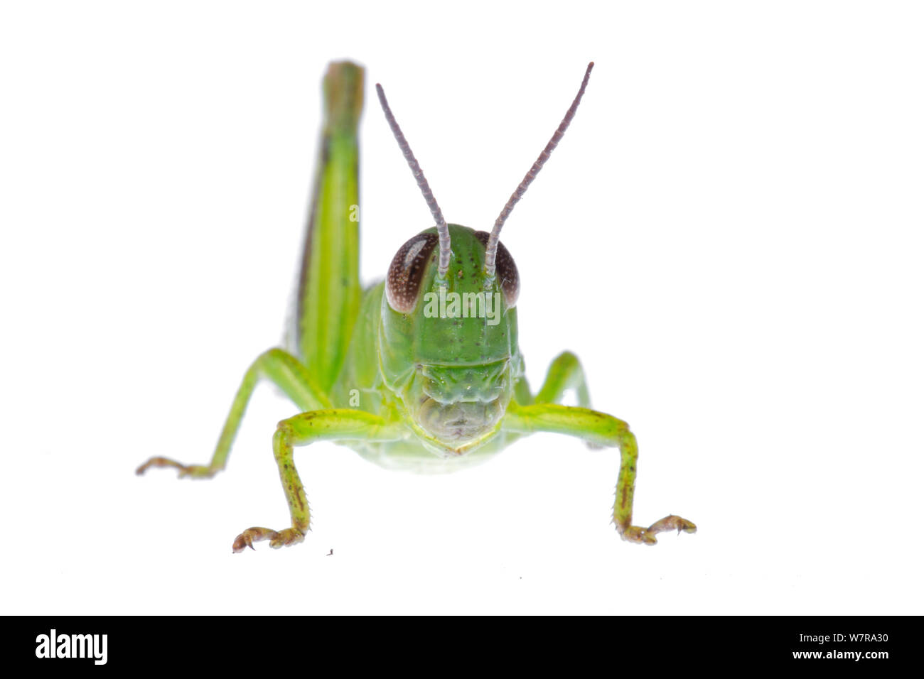 Grasshopper nymph orthoptera hi-res stock photography and images - Alamy