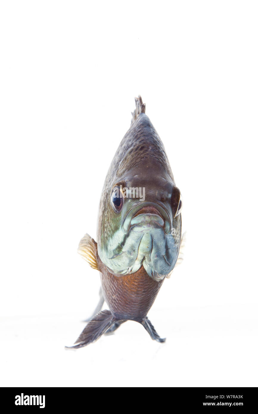 Bluegill fish hi-res stock photography and images - Alamy