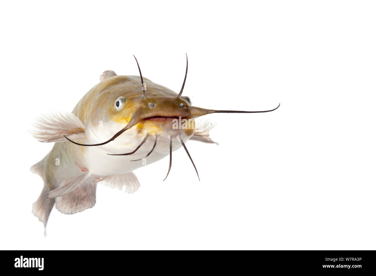 North american freshwater catfish ictaluridae hi-res stock photography ...