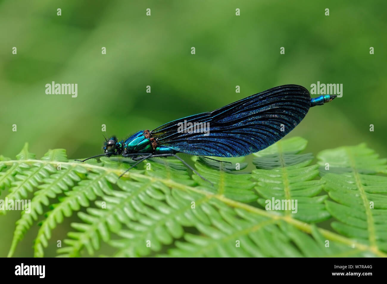 Insects of ireland hi-res stock photography and images - Alamy