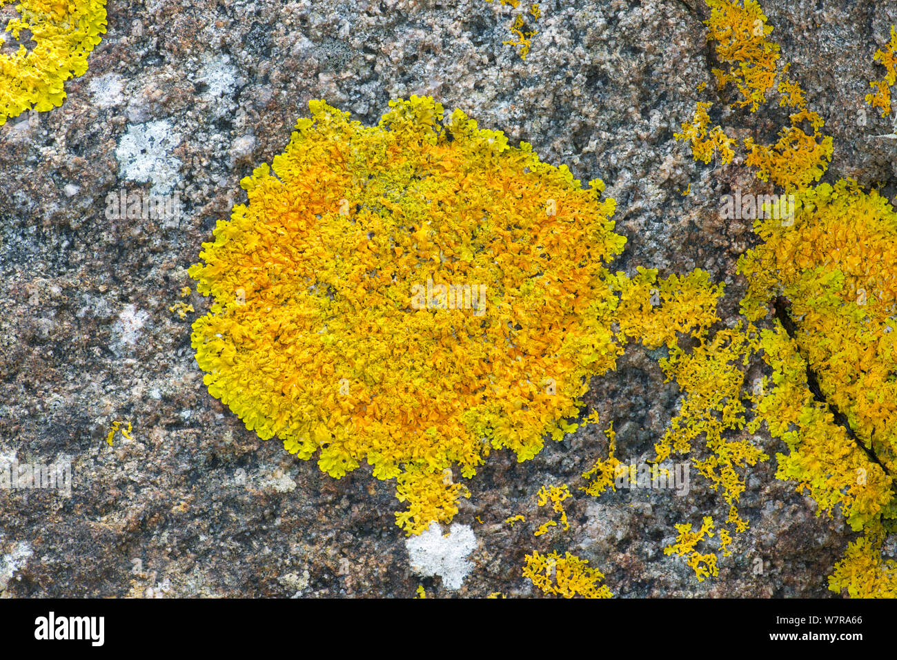 Lichen (Xanthoria aureola) Melmore Head, County Donegal, February Stock ...