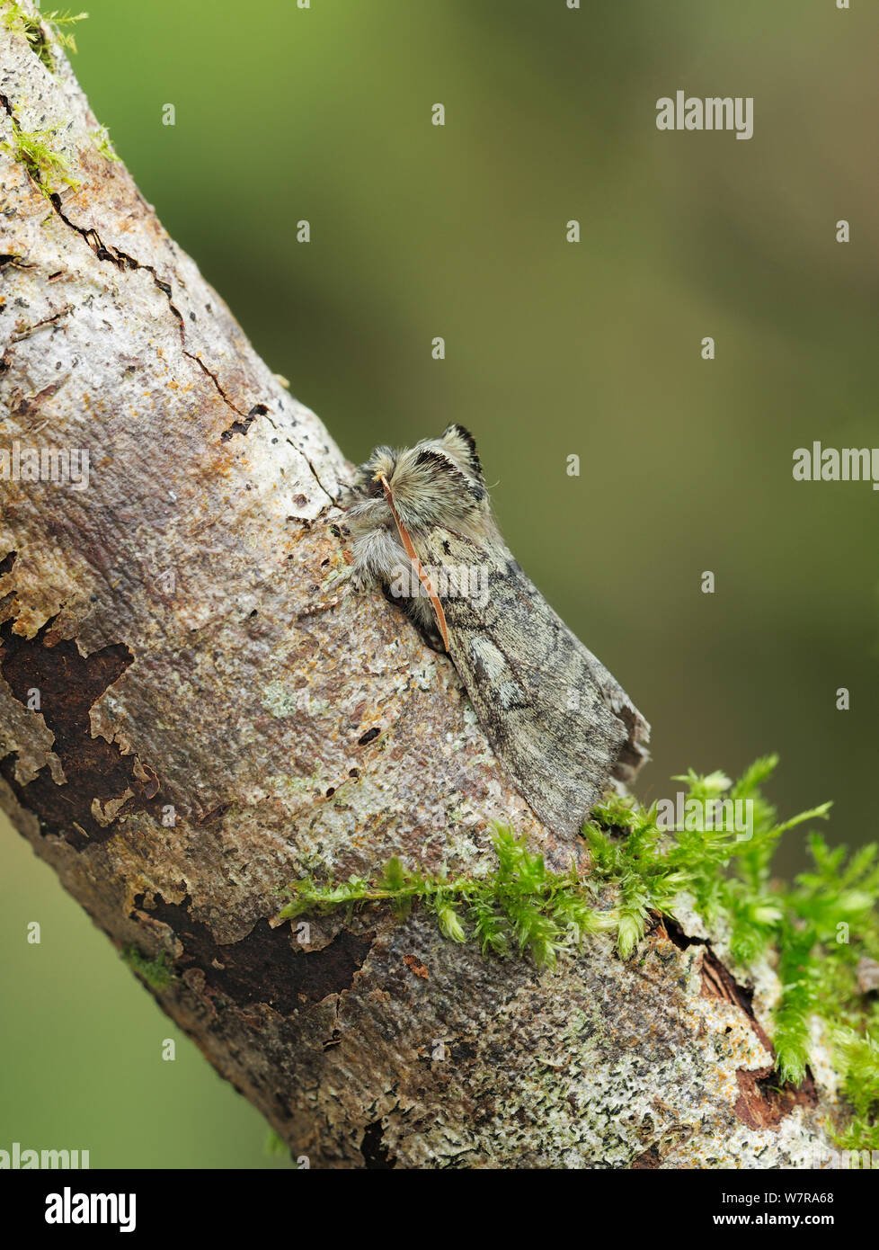 Yellow horned moth (Achyla flavicornis) The Argory Estate, (National ...