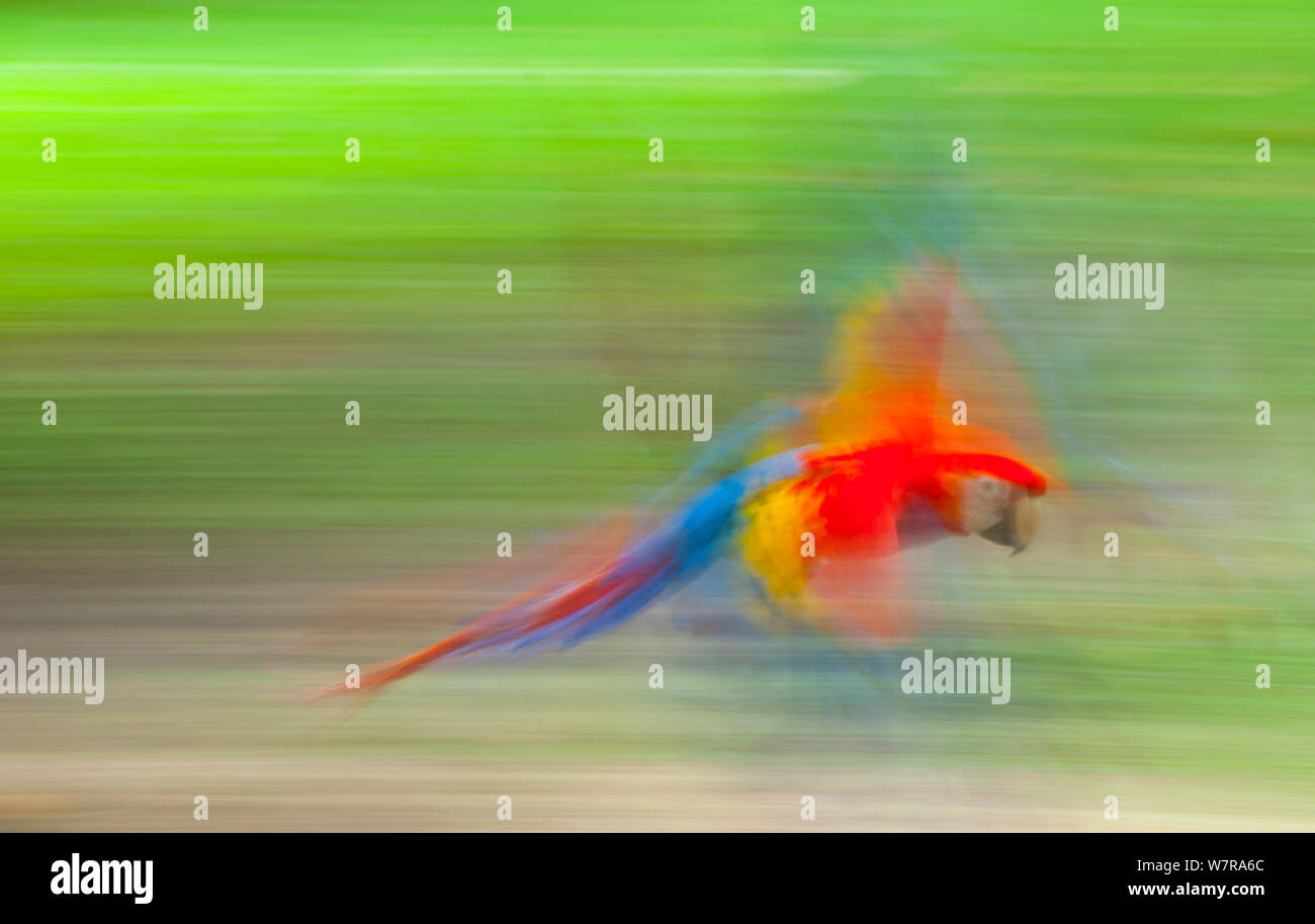 Scarlet macaw (Ara macao) flying, Costa Rica Stock Photo - Alamy
