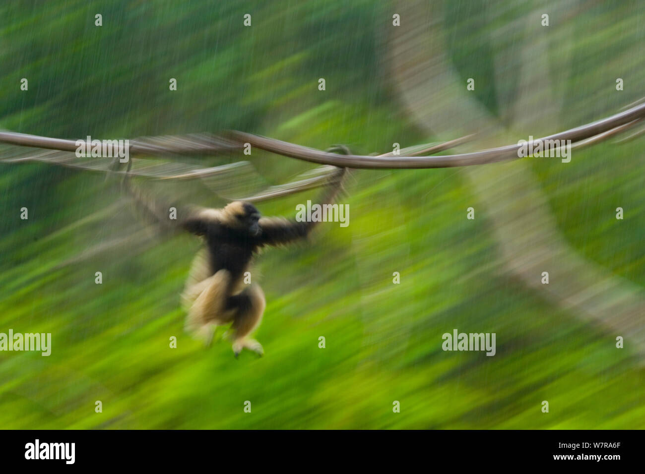 Kinabalu national park gibbons hi-res stock photography and images - Alamy