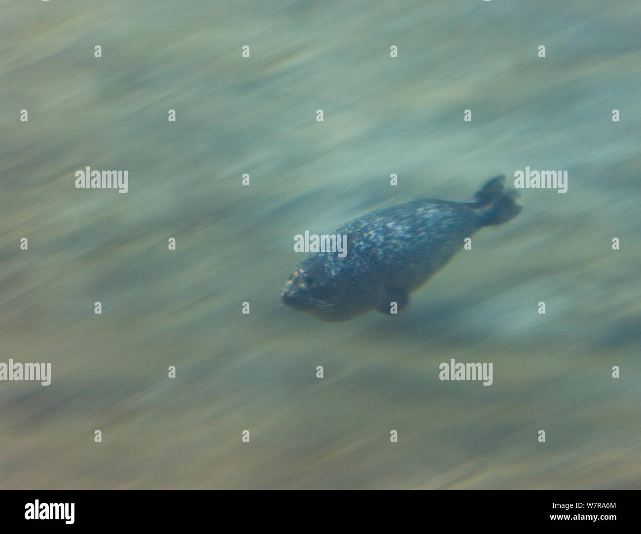 Common seal (Phoca vitulina) swimming underwater, Spain, December Stock ...
