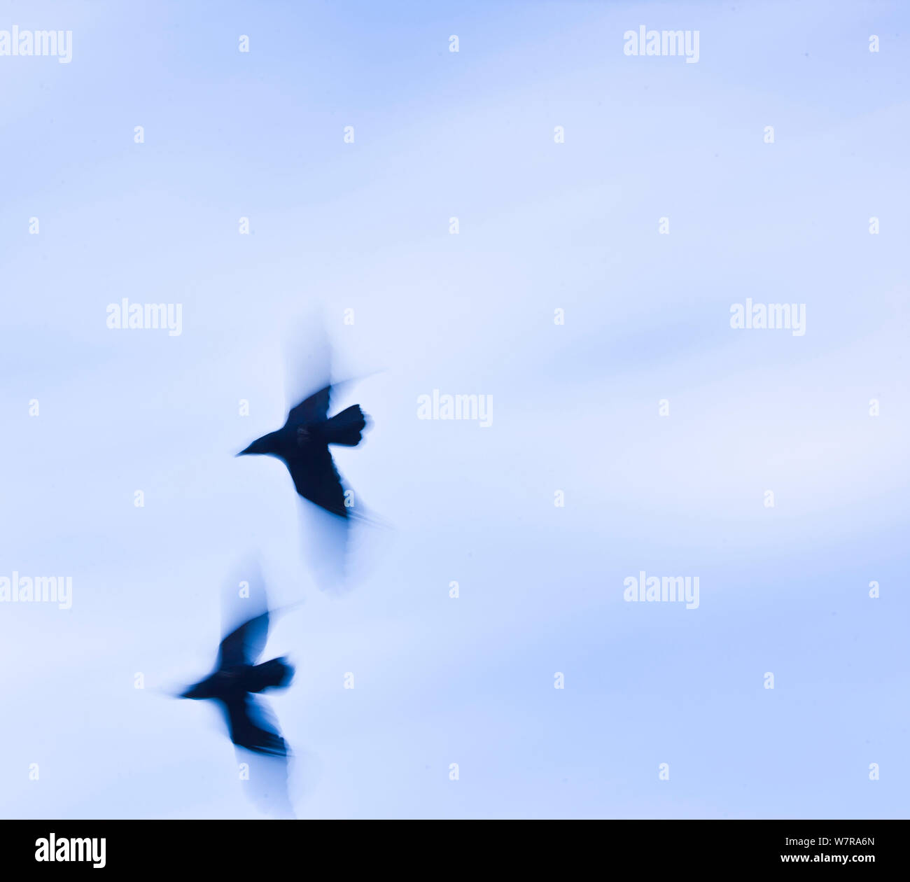 Two common ravens hi-res stock photography and images - Alamy