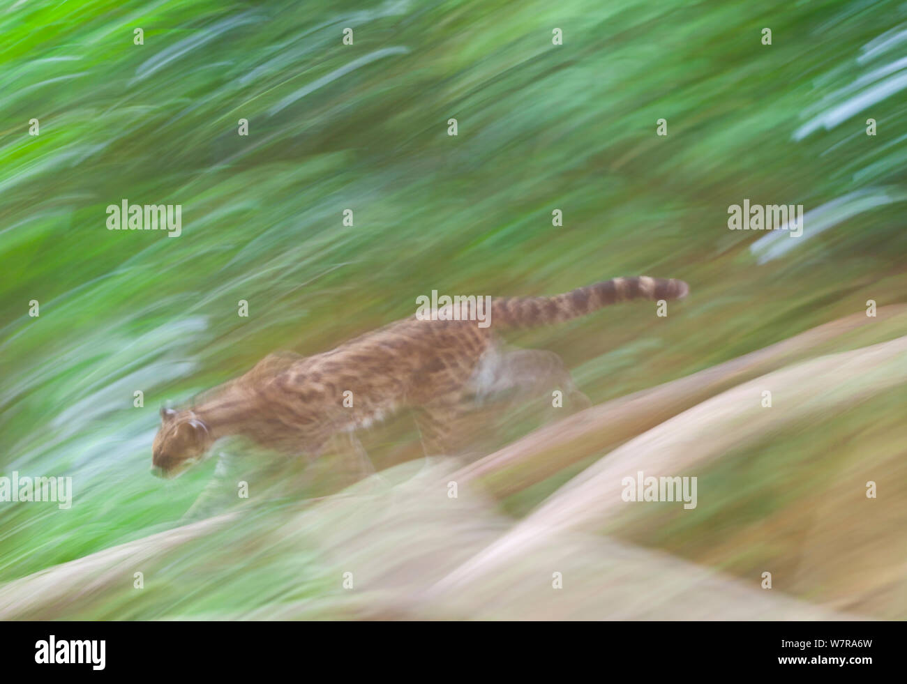 Ocelot (Leopardus pardalis) running along a branch, Costa Rica Stock ...