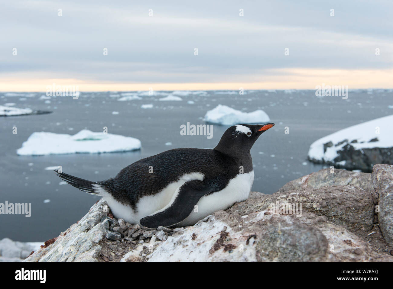 Gentoo Penguin (Pygoscelis papua) nesting, in habitat, Petermann Island ...