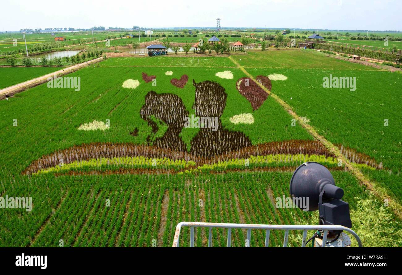 A 3D rice paddy painting is on display at paddy fields in Shenyang city ...