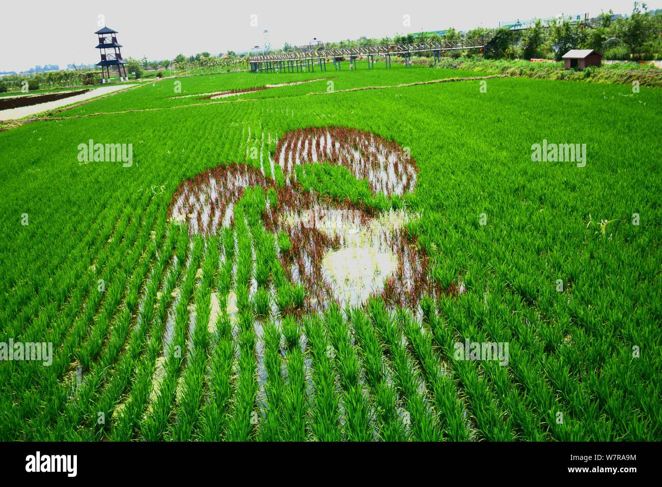 Paddy painting hi-res stock photography and images - Alamy