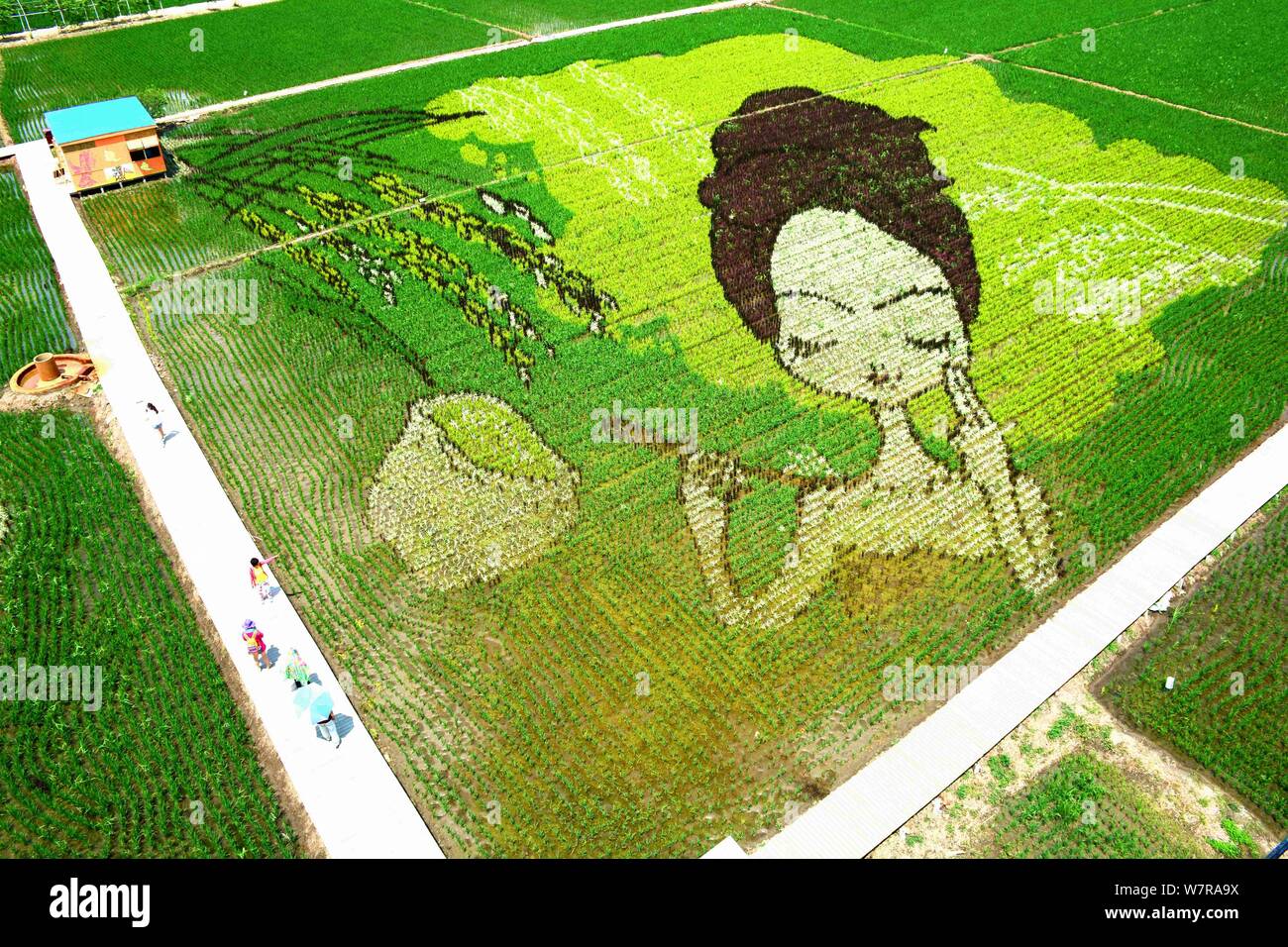 A 3D rice paddy painting is on display at paddy fields in Shenyang city ...