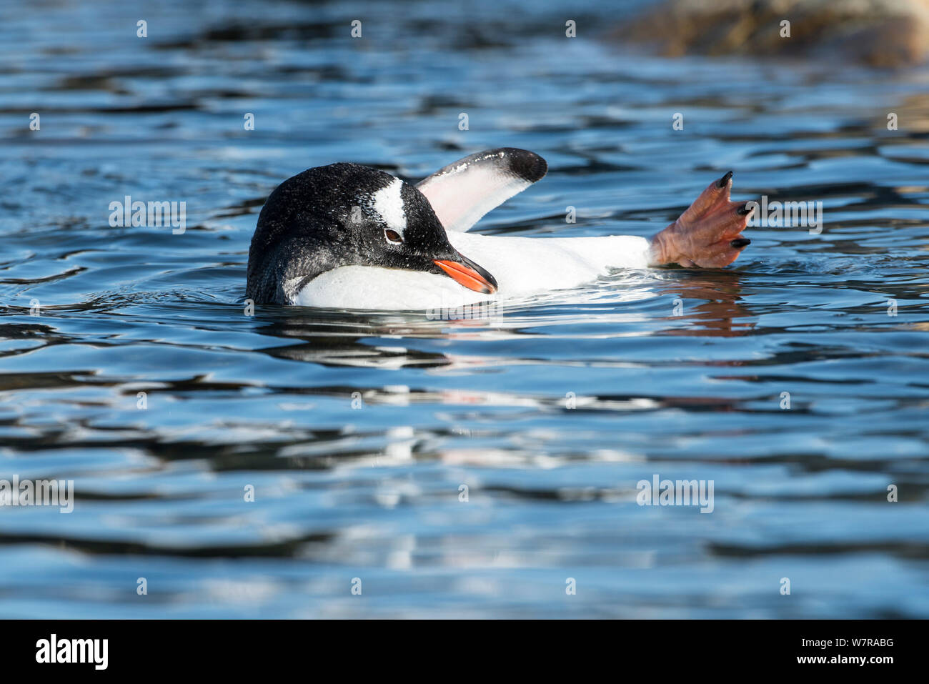 Tide pool creatures hi-res stock photography and images - Alamy