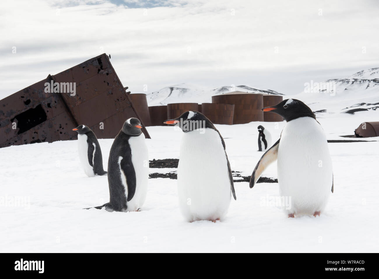 Gentoo Penguins (Pygoscelis papua) amongst and in front of the ruins ...