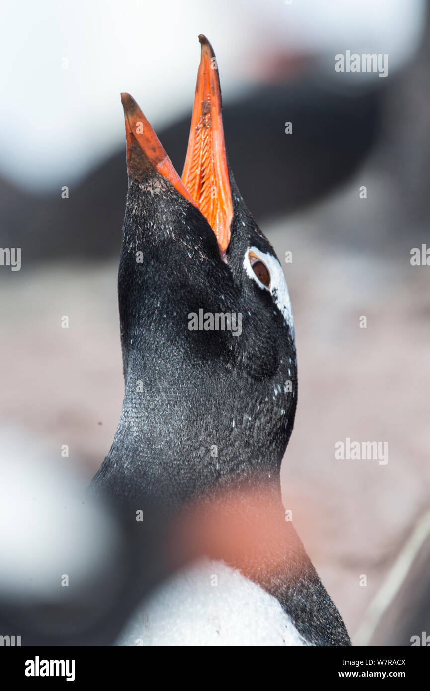 Penguin communication hi-res stock photography and images - Alamy