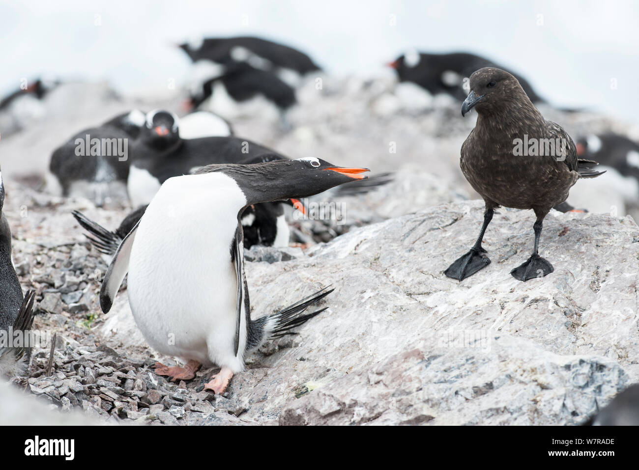 Gentoo Penguin (Pygoscelis papua) showing defensive display at ...