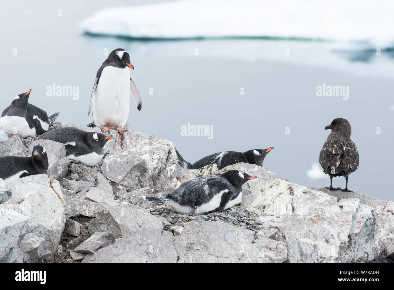 Gentoo Penguins (Pygoscelis papua) watching Antarctic skua ...