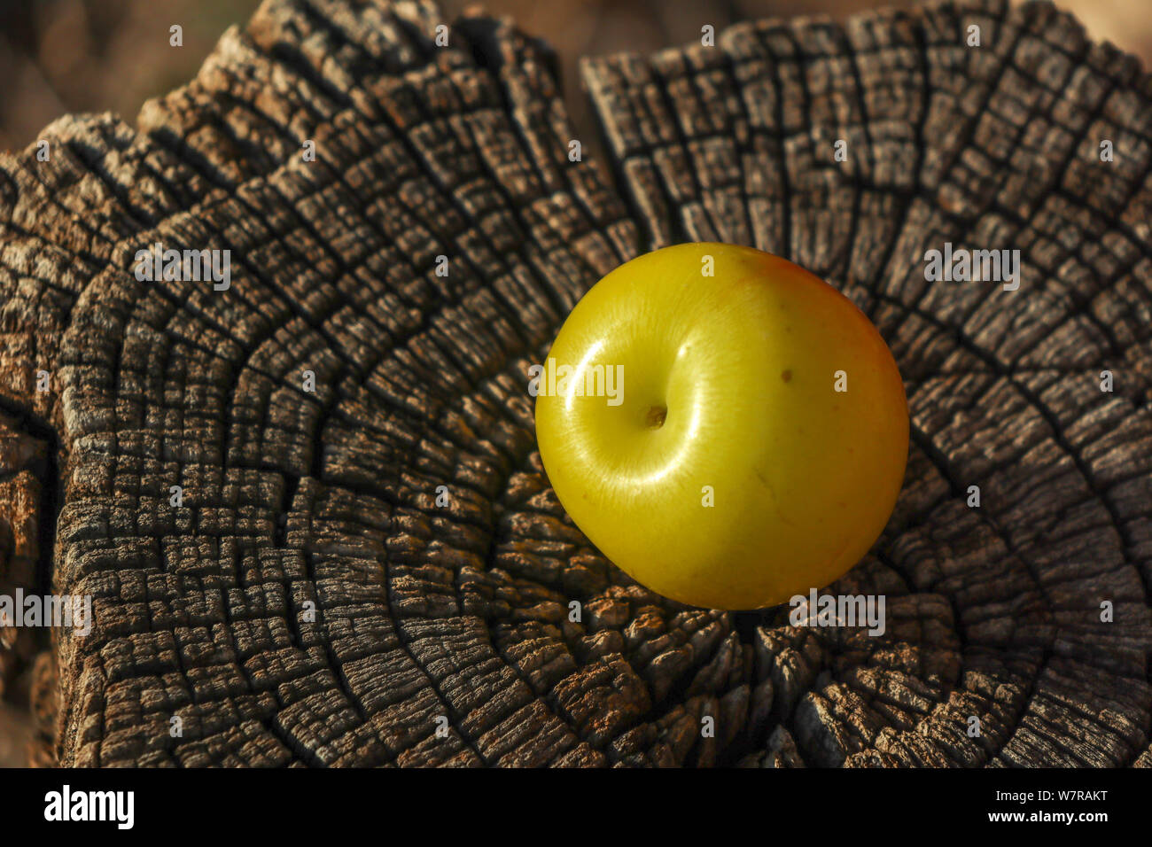 Tree is very nice hi-res stock photography and images - Alamy